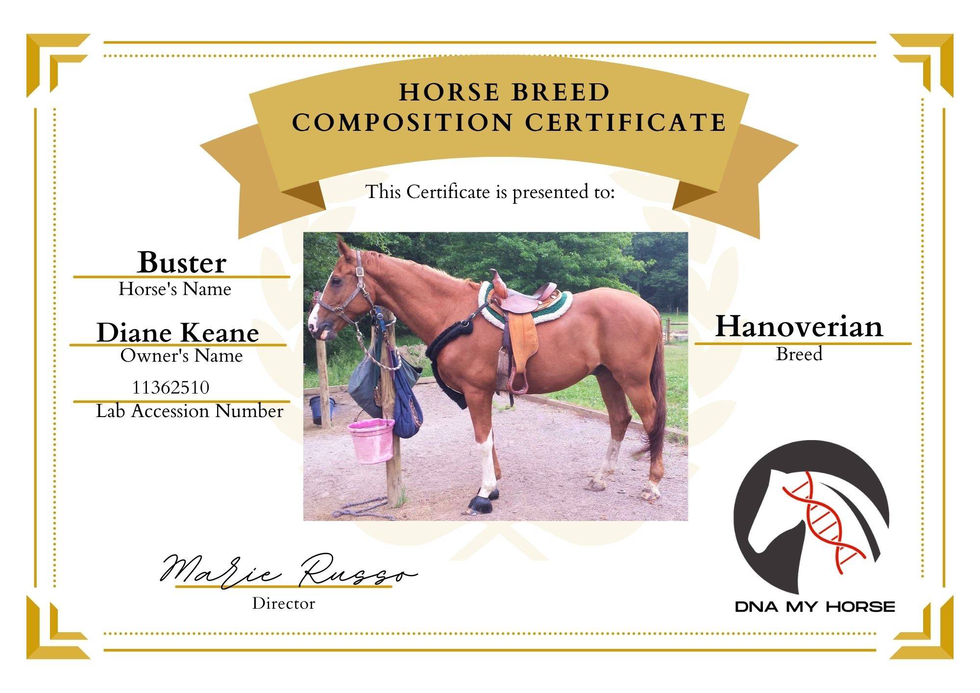 DNA My Horse