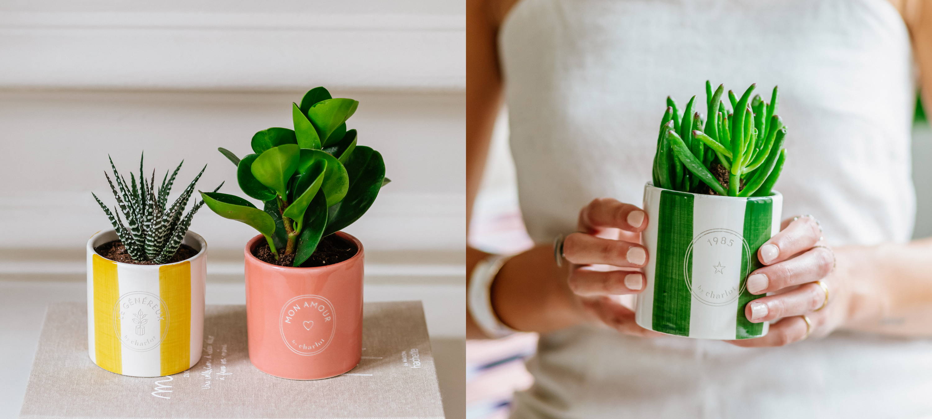 La maison By Charlot - Plantes d'intérieur & cactus d'exception – BY ...