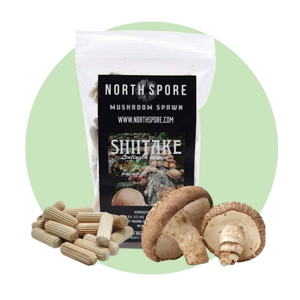 Limited-Time Offers – North Spore