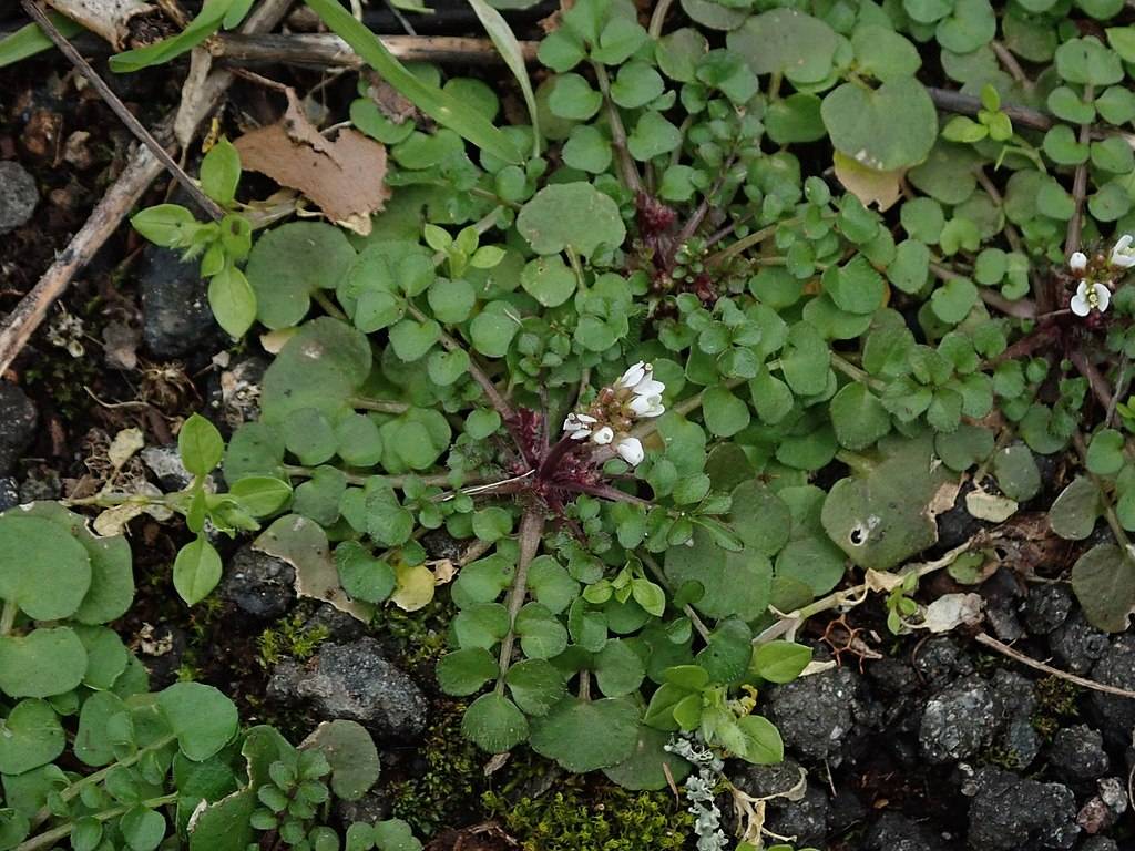How To Identify Weeds In Your Garden Uk | Fasci Garden
