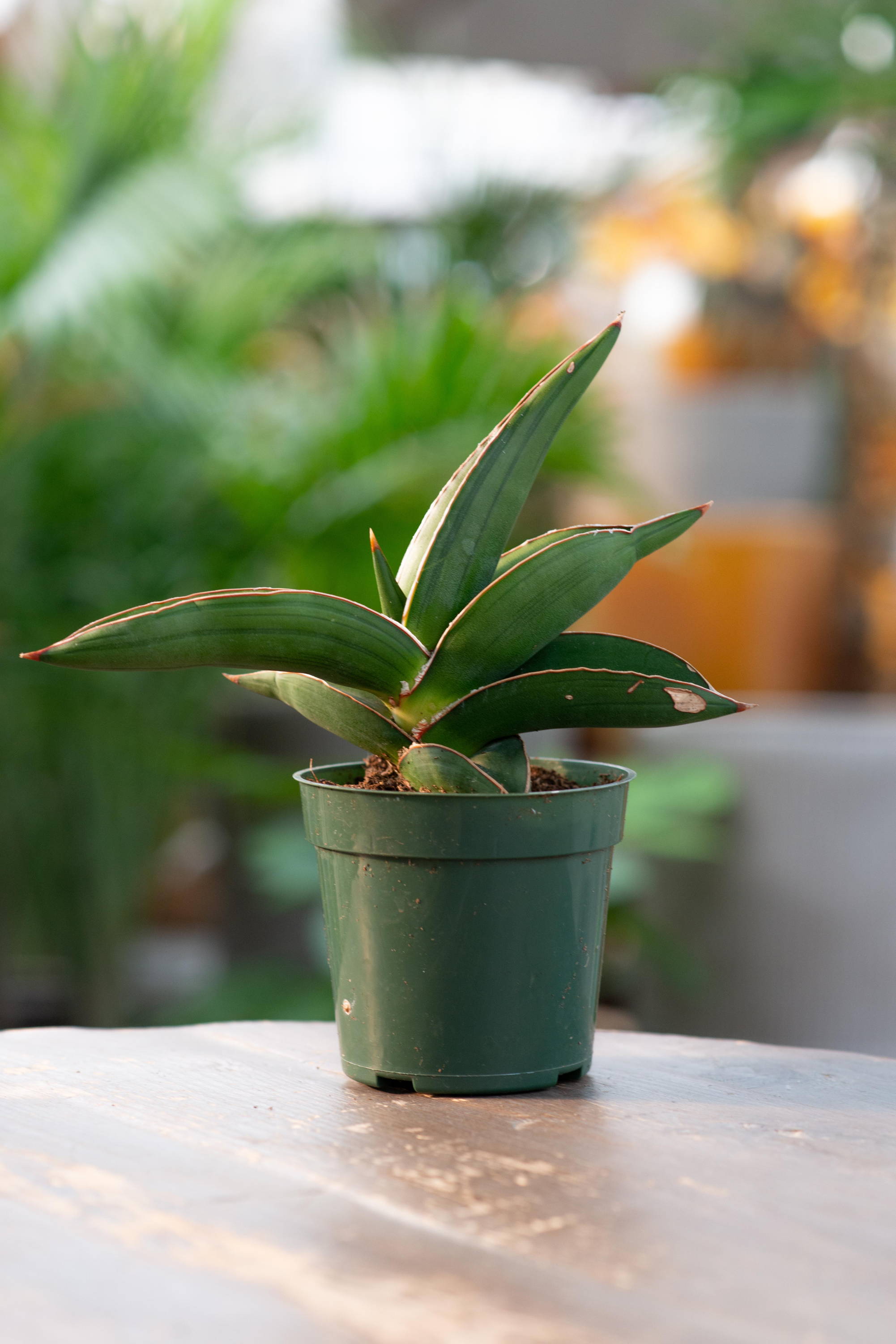 Sansevieria Samurai - Tonkadale