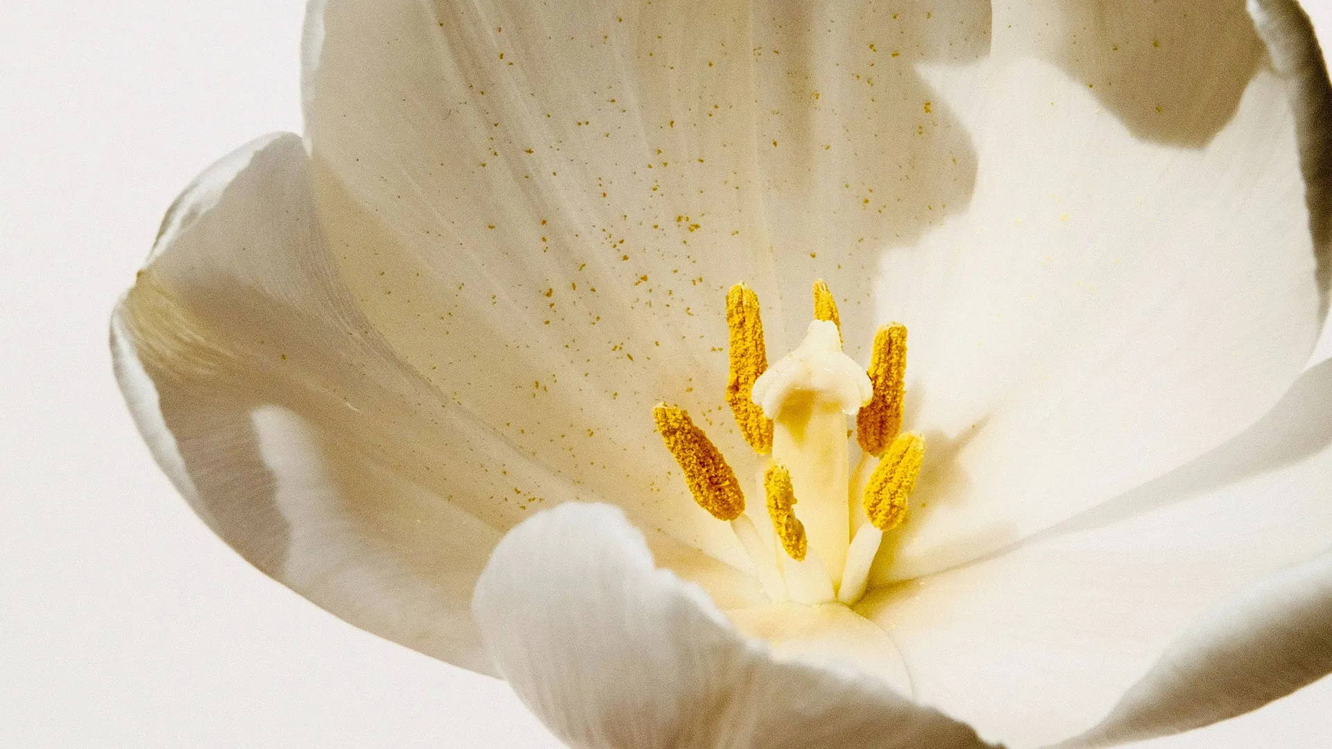 Flower Delivery Auckland-Wide - 7 Days/Week | Flowers After Hours