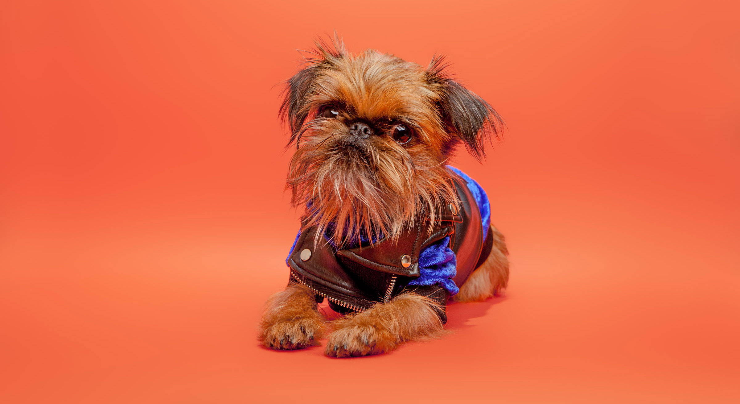 Designer Toy Dog Breeds