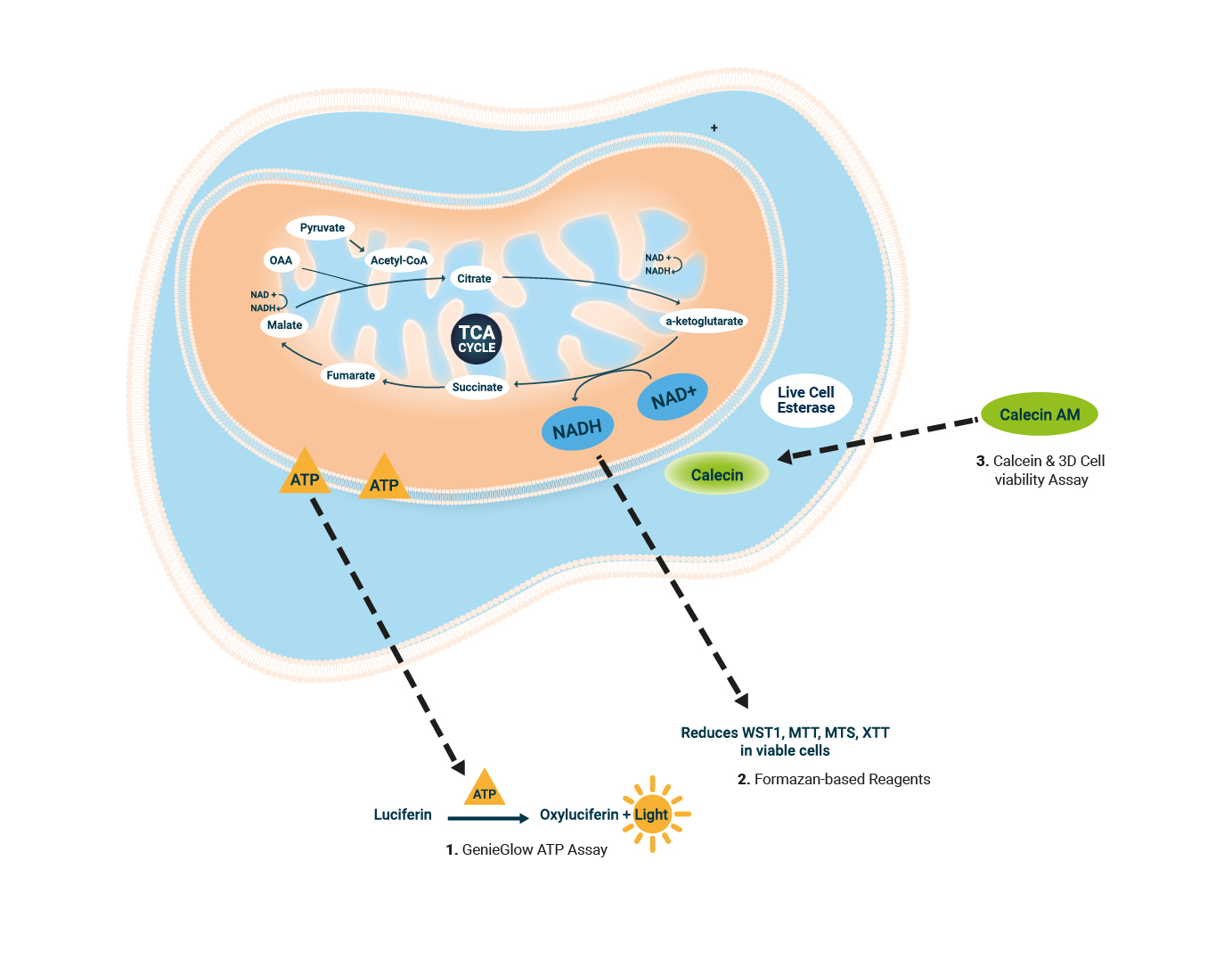 Cell Viability & Proliferation Assay Kits | Assay Genie Cell Viability & Proliferation Assay Kits | Assay Genie