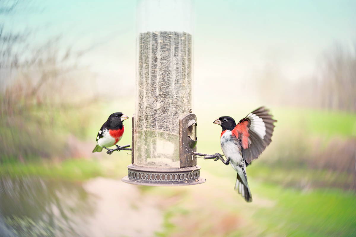 Backyard Birding Photography | Lensbaby
