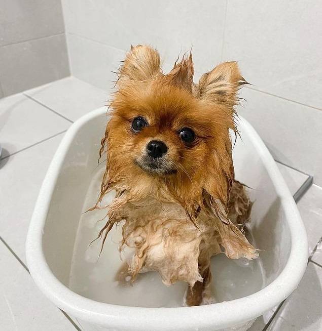 Puppy Grooming - PetO