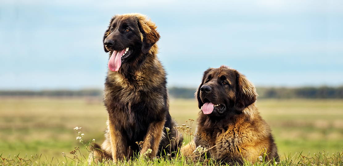 Leonberger dog breed
