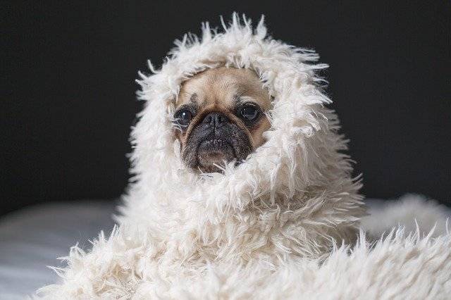 Do You Love Pugs? Here are the 16 Best Gifts for Pugs and Pug Lovers ...