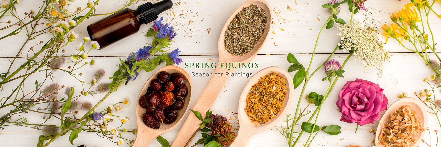 The Alchemist's Kitchen | Celebrate the Power of Plants