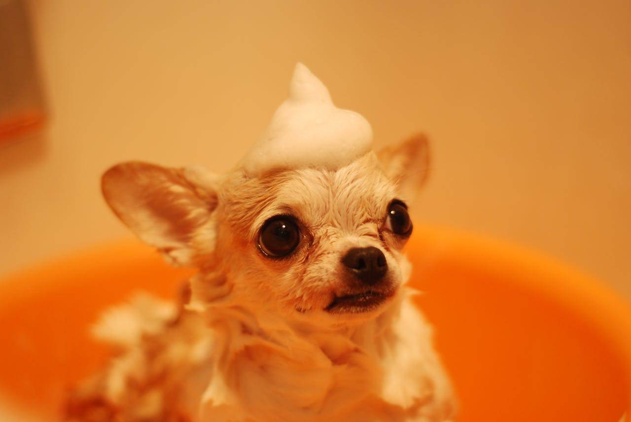 Caring for Your Dog's Skin and Coat: 5 Helpful Tips – Smart Earth ...