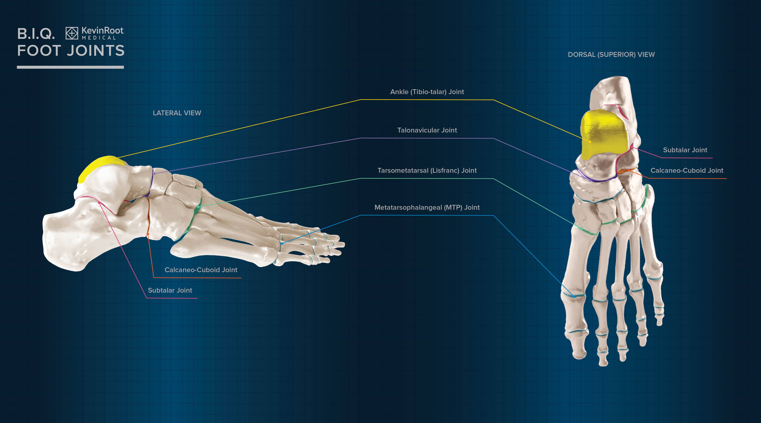 BIQ Feet Bones and Joints – KevinRoot Medical