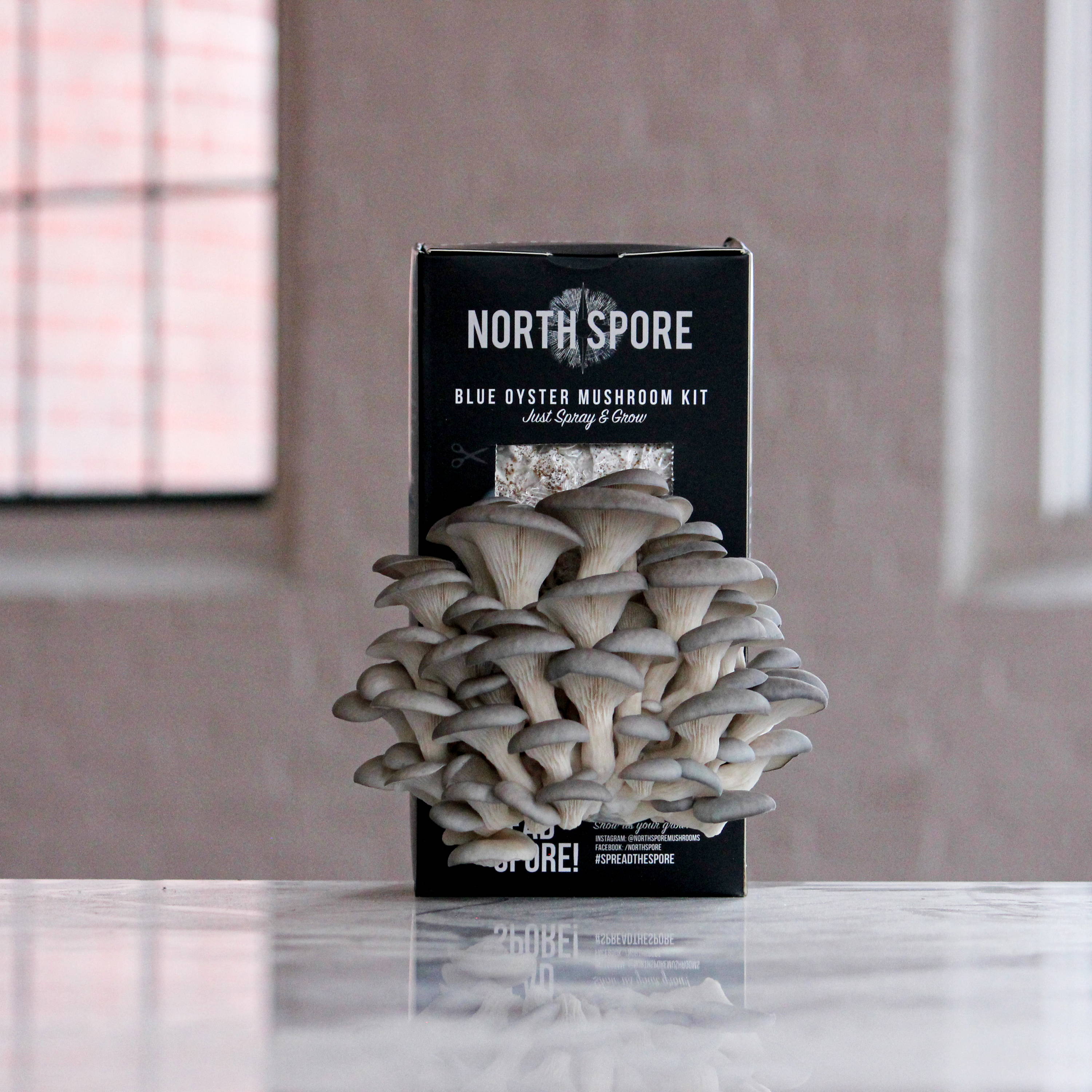 Mushroom Grow Kits for Beginners | North Spore Mushroom Grow Kits for Beginners | North Spore