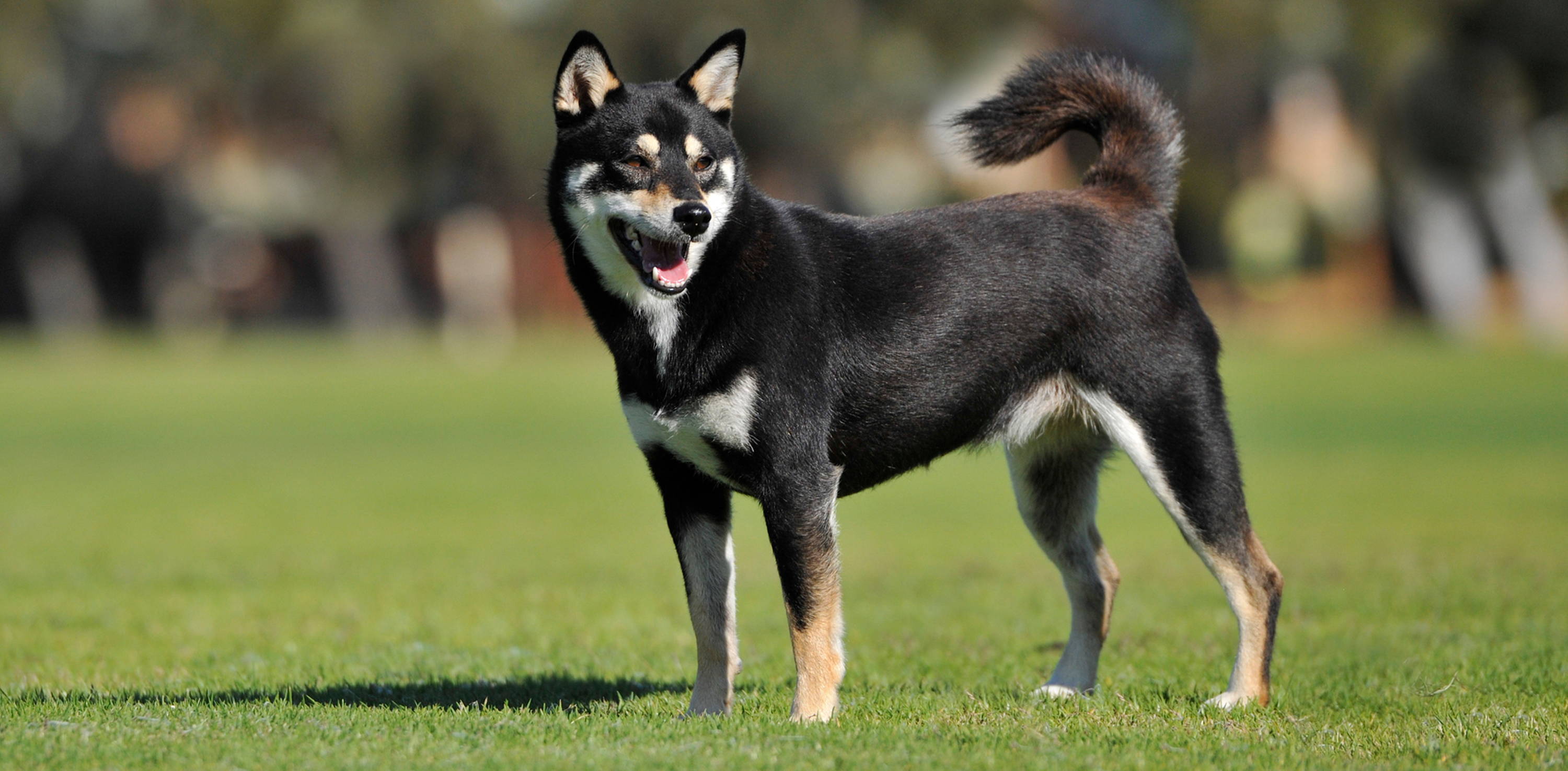 Shiba Inu Dog Breed