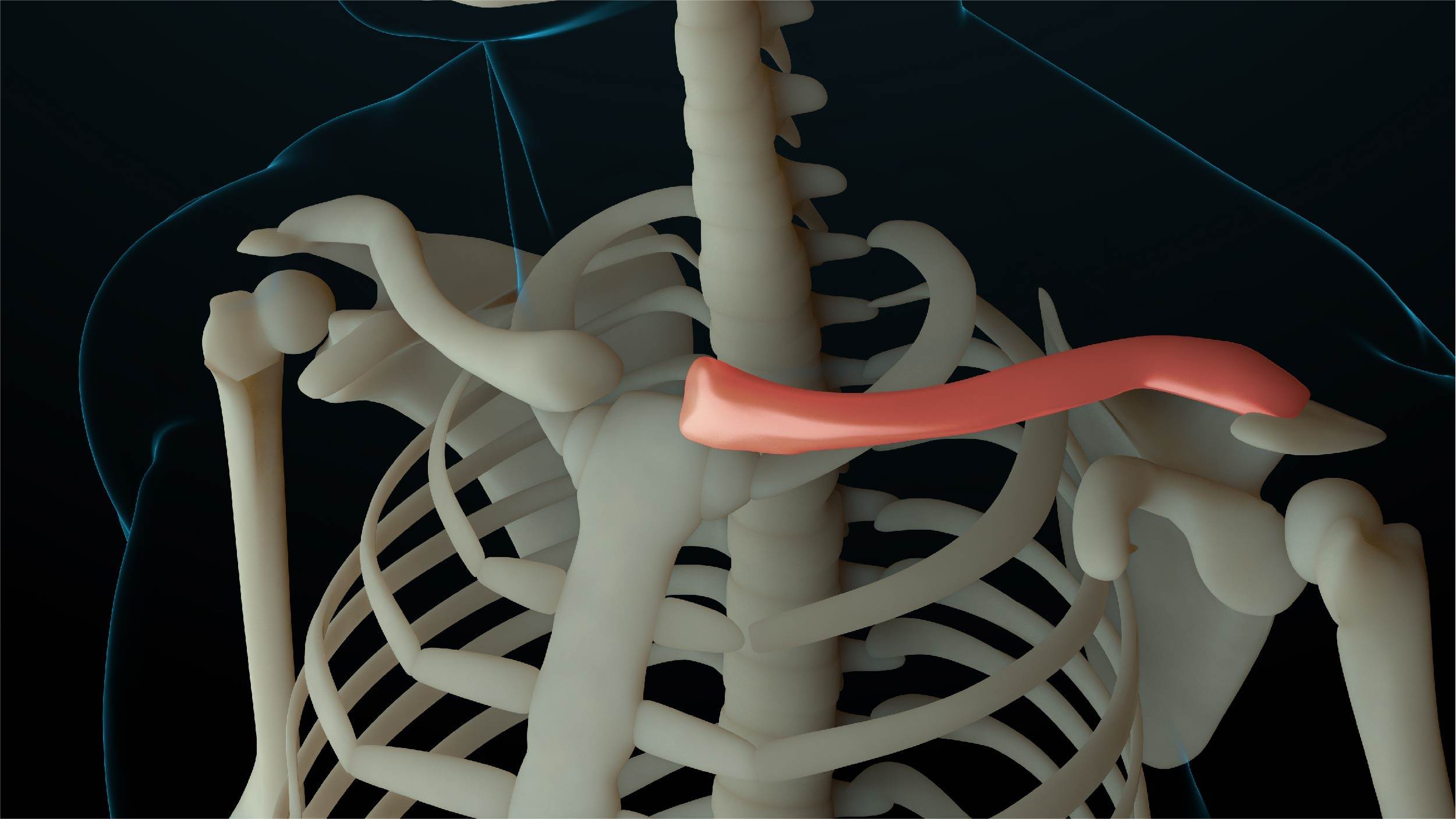 Swollen Collarbone Causes And Relief CBD LION
