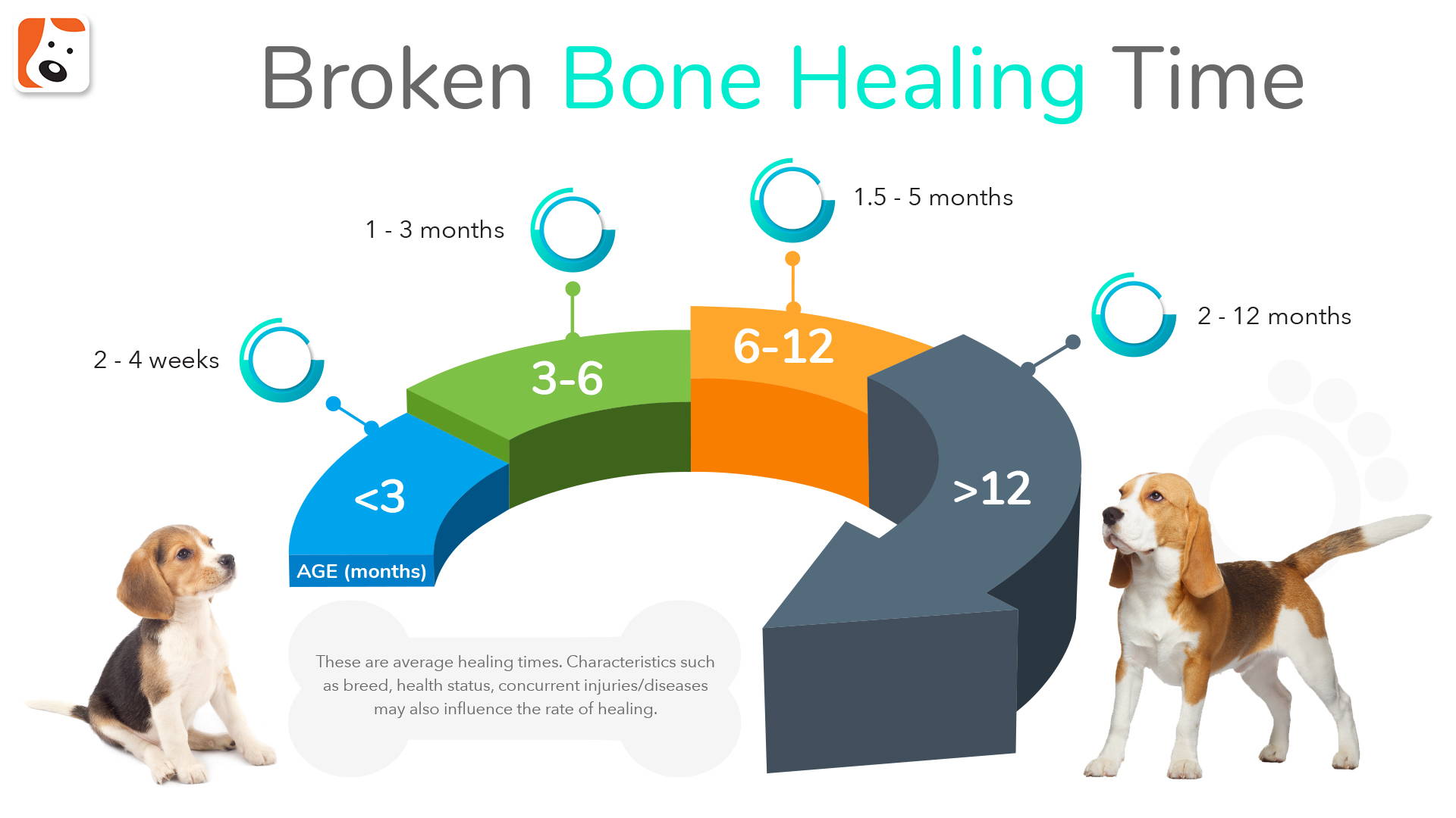 How Long Does It Take For A Dog Bone To Heal