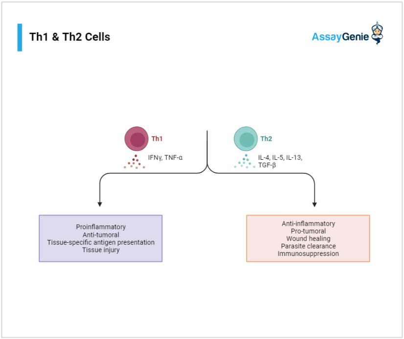 Guide to Understanding Th1 and Th2 Cells - Assay Genie Guide to Understanding Th1 and Th2 Cells - Assay Genie