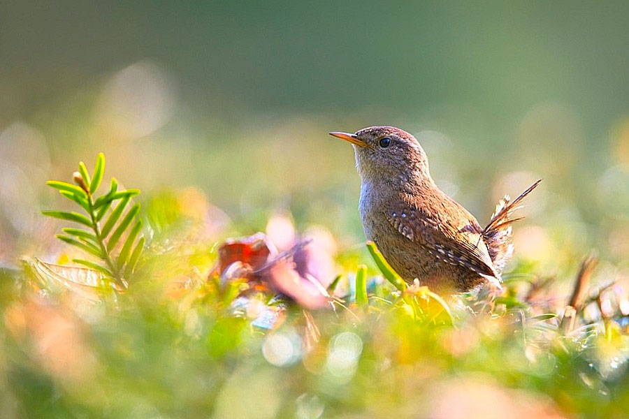 How To Care For Birds In Spring – Marshalls Garden