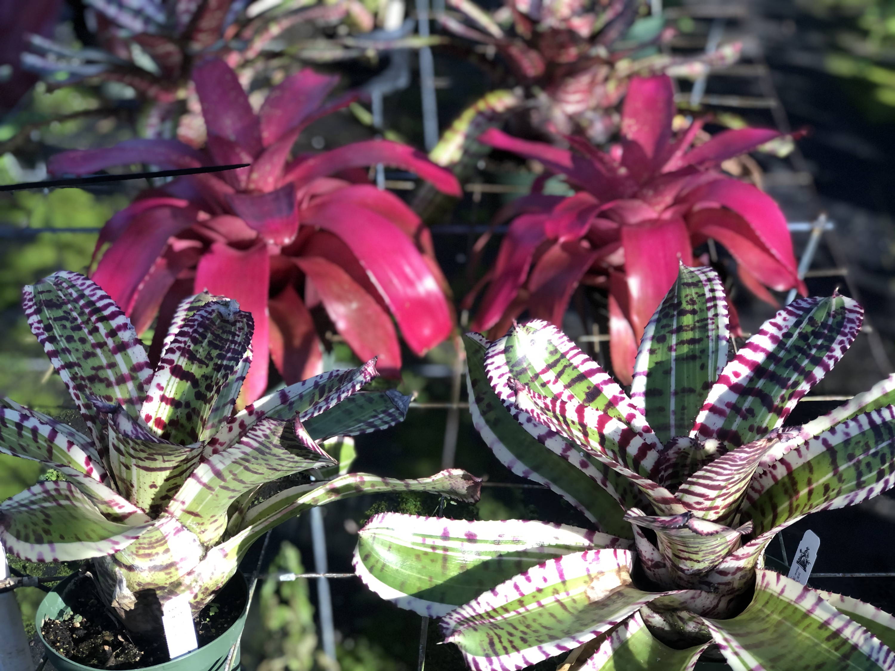 45 Years of Tropiflora