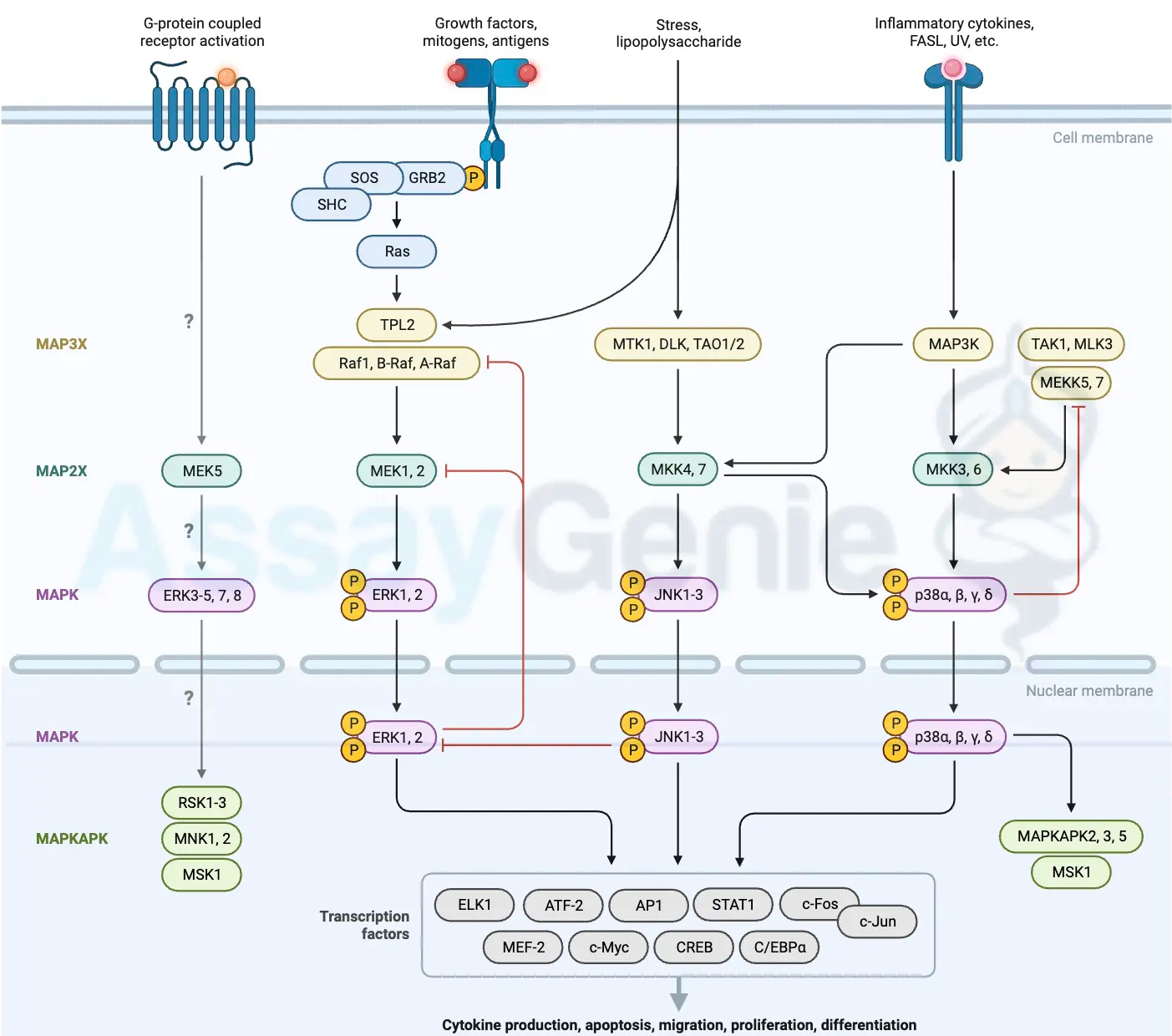 MAPK Oxidative Stress Pathway: A Journey through Cellular Signaling ... MAPK Oxidative Stress Pathway: A Journey through Cellular Signaling ...