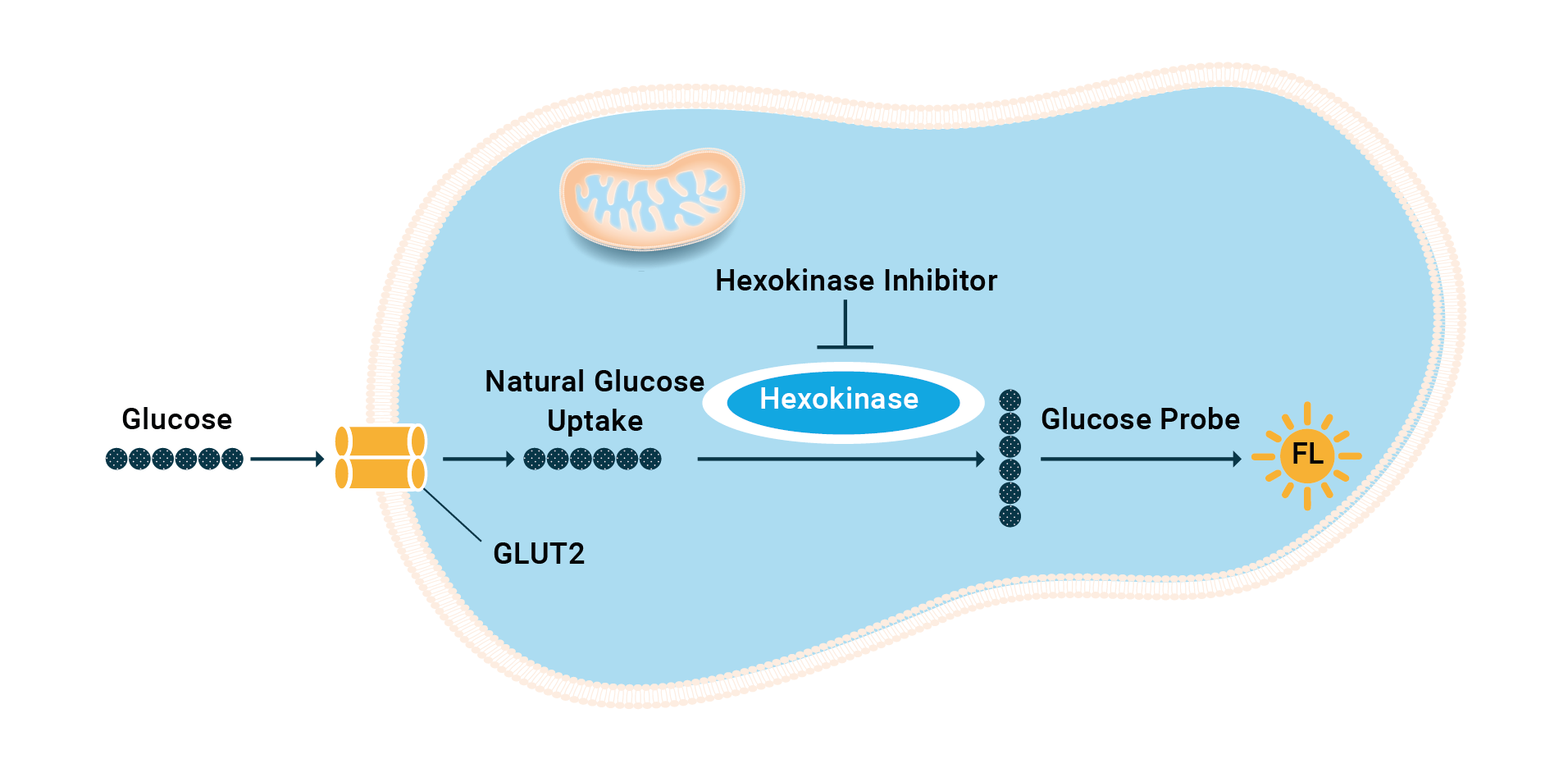 Glucose Uptake Assay Kits Assay Genie