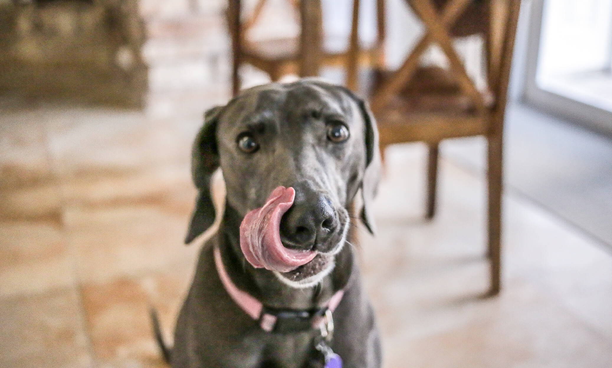 How Dogs Eat Bread