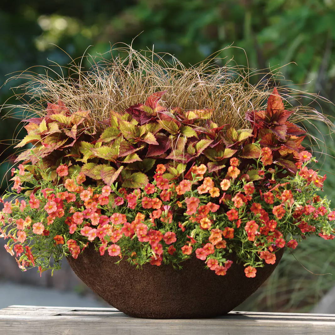 Proven Winners Direct™ | Proven Winners® Outdoor Plants Online