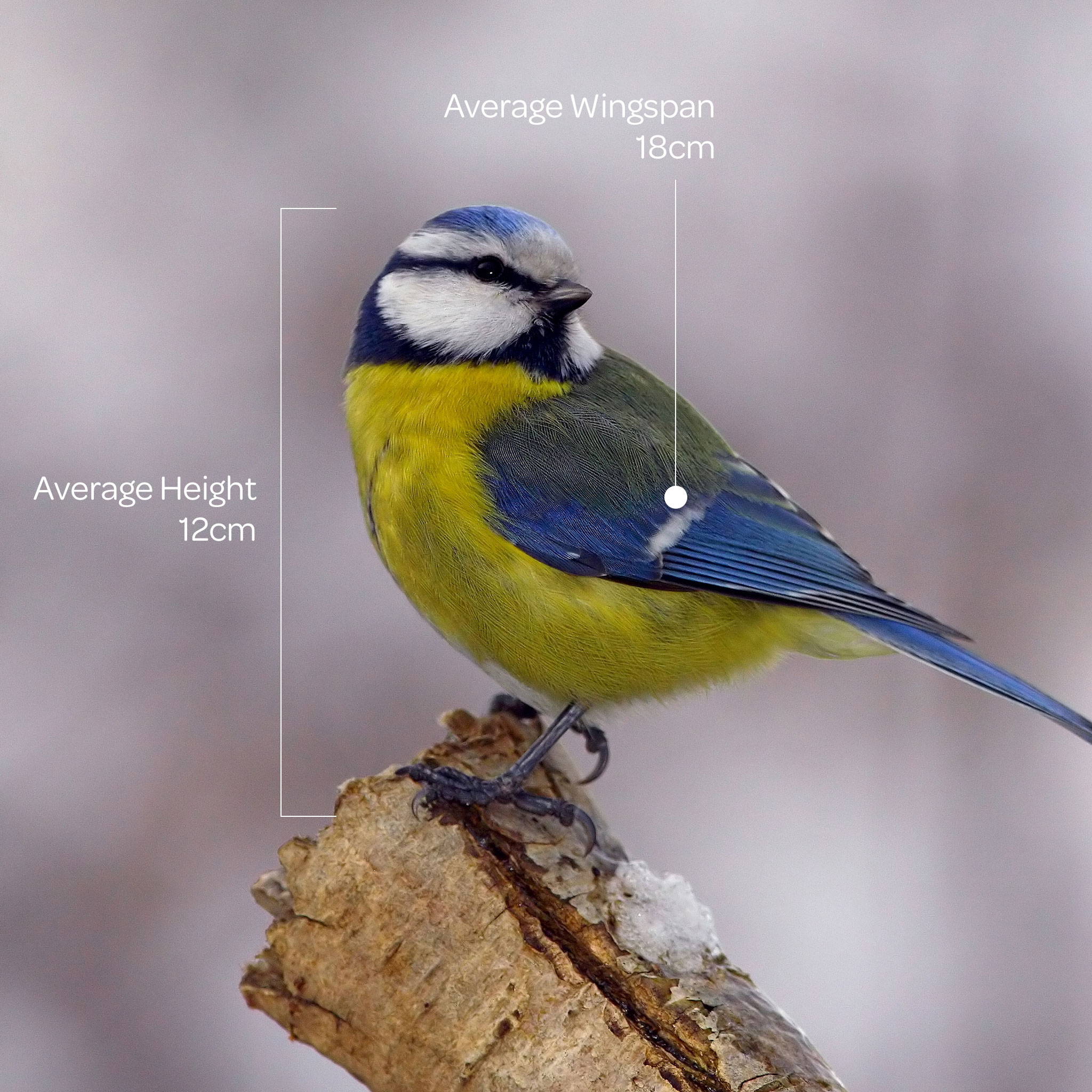 Bird Identifier Guide - Advice - Peckish – Peckish UK