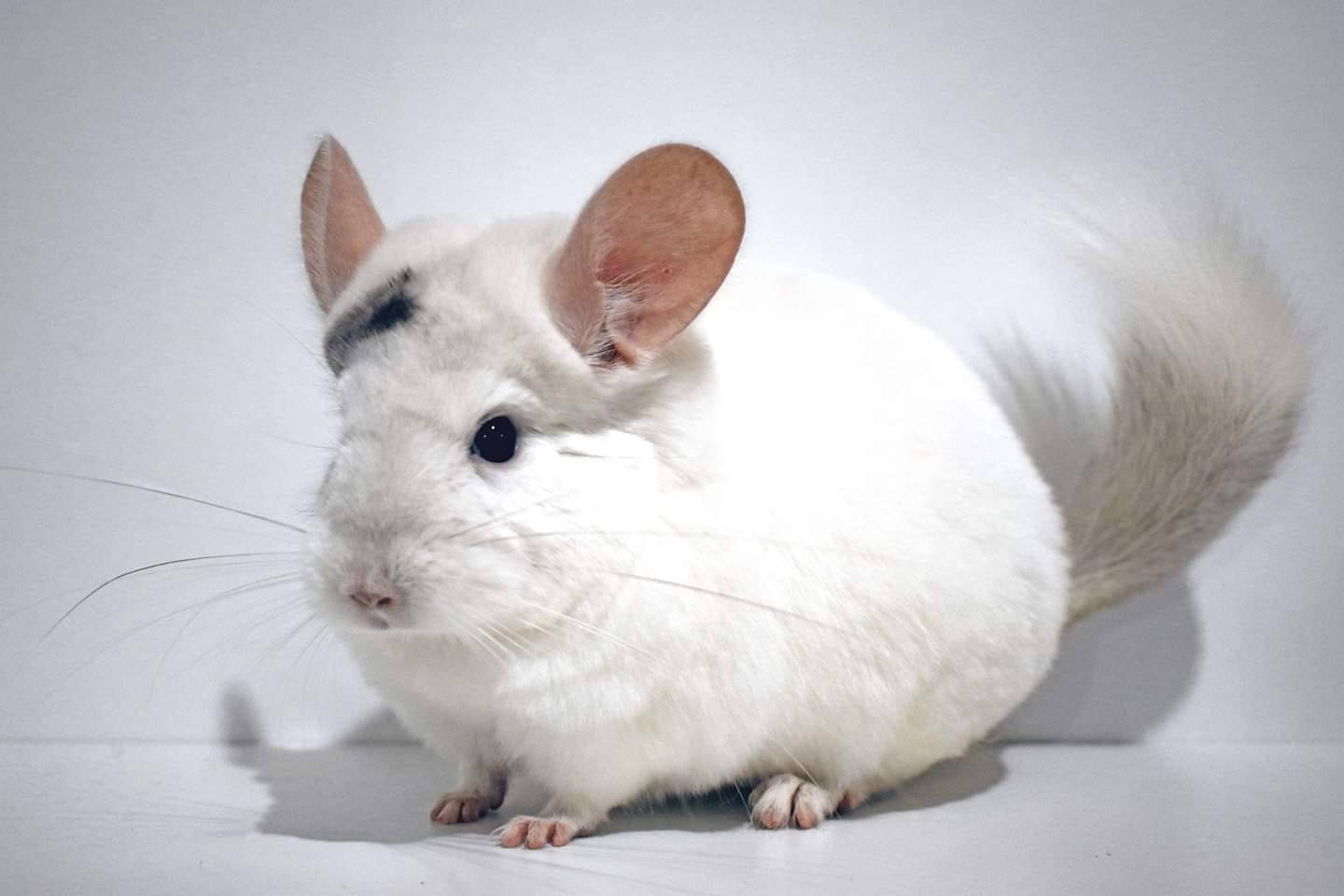 Photos De Chinchillas