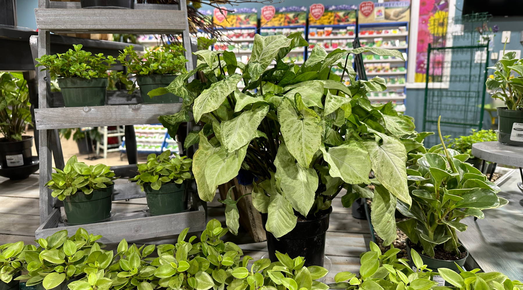 Deneweth's Garden Center