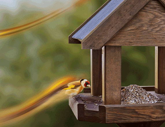 Bird Care Advice – Peckish UK