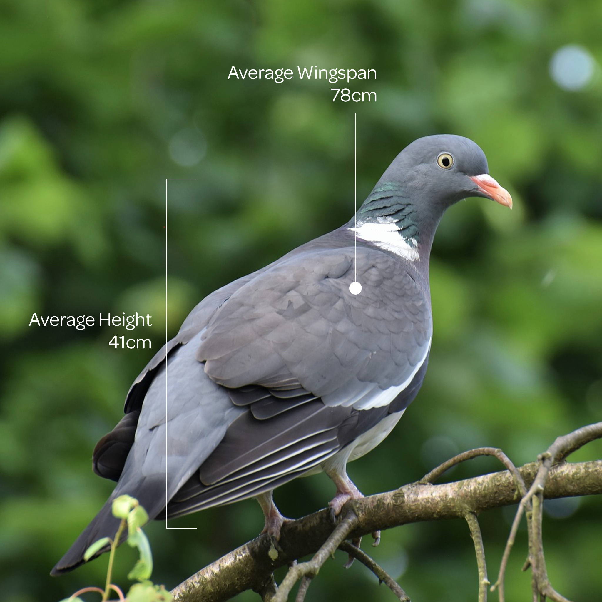 Bird Identifier Guide - Advice - Peckish – Peckish UK