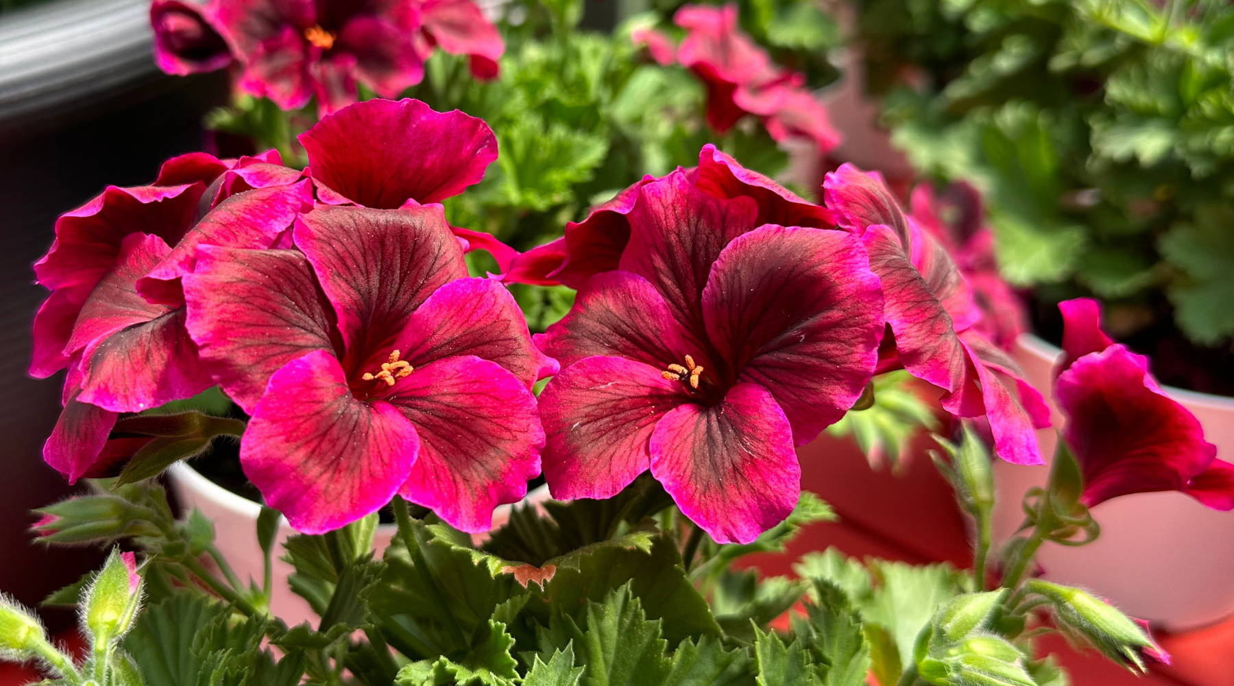 Deneweth's Garden Center