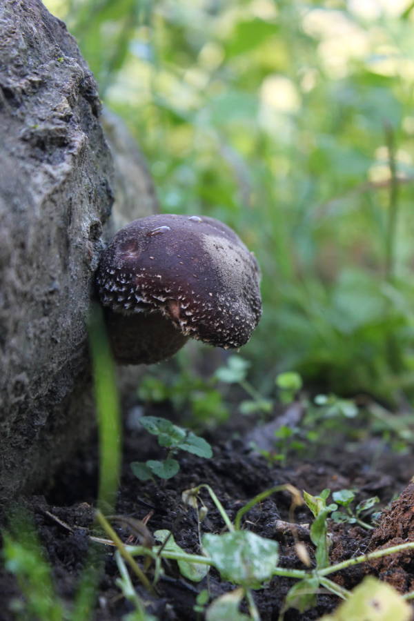 Mushroom Inoculation in Fall | North Spore
