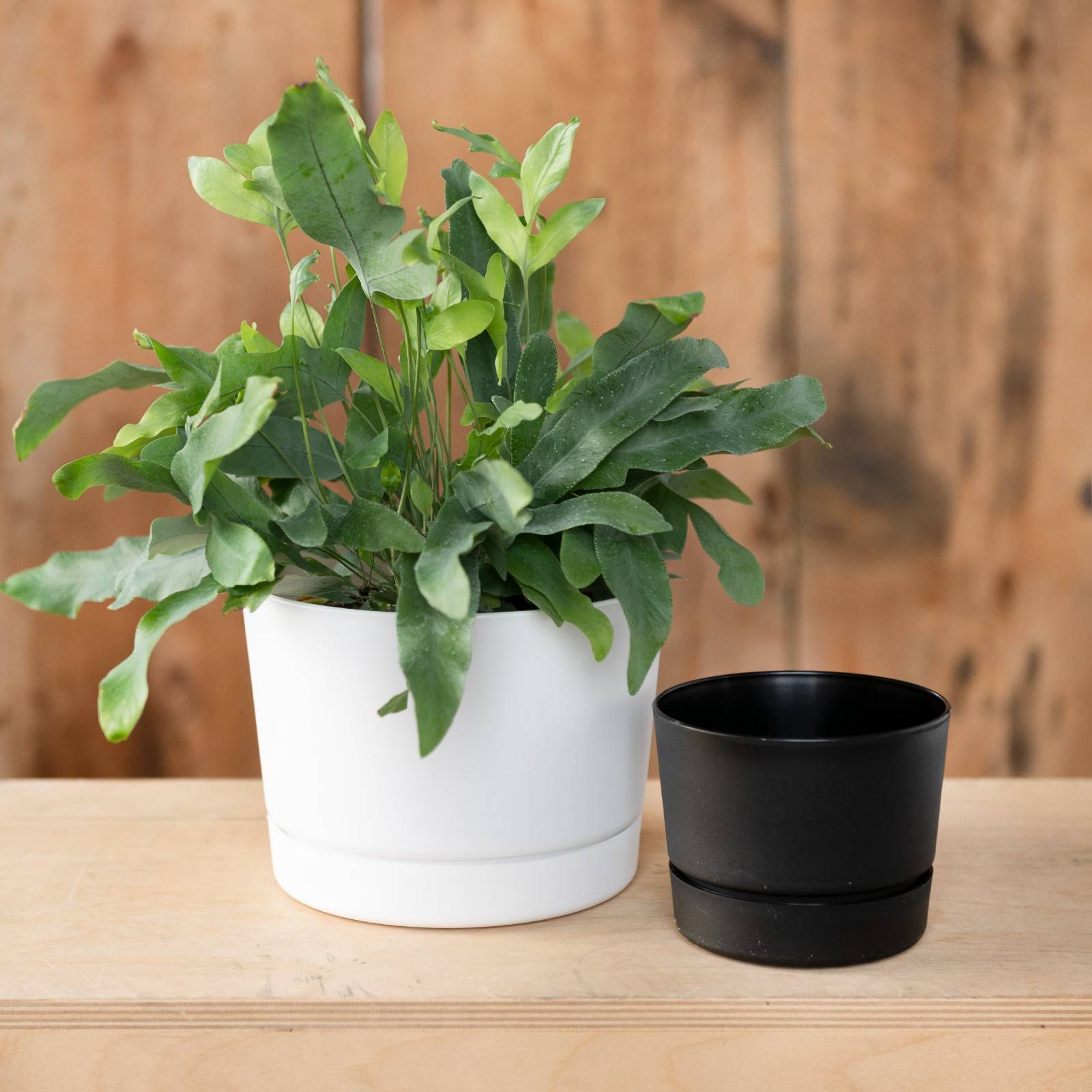 MCM Planters | Decorative Planters | Root & Vessel