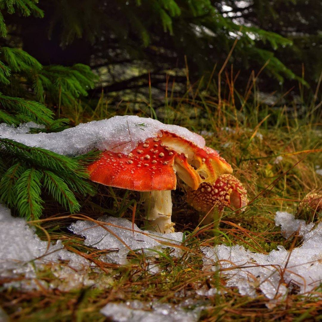 What Does Amanita muscaria Have to do With Christmas? | North Spore