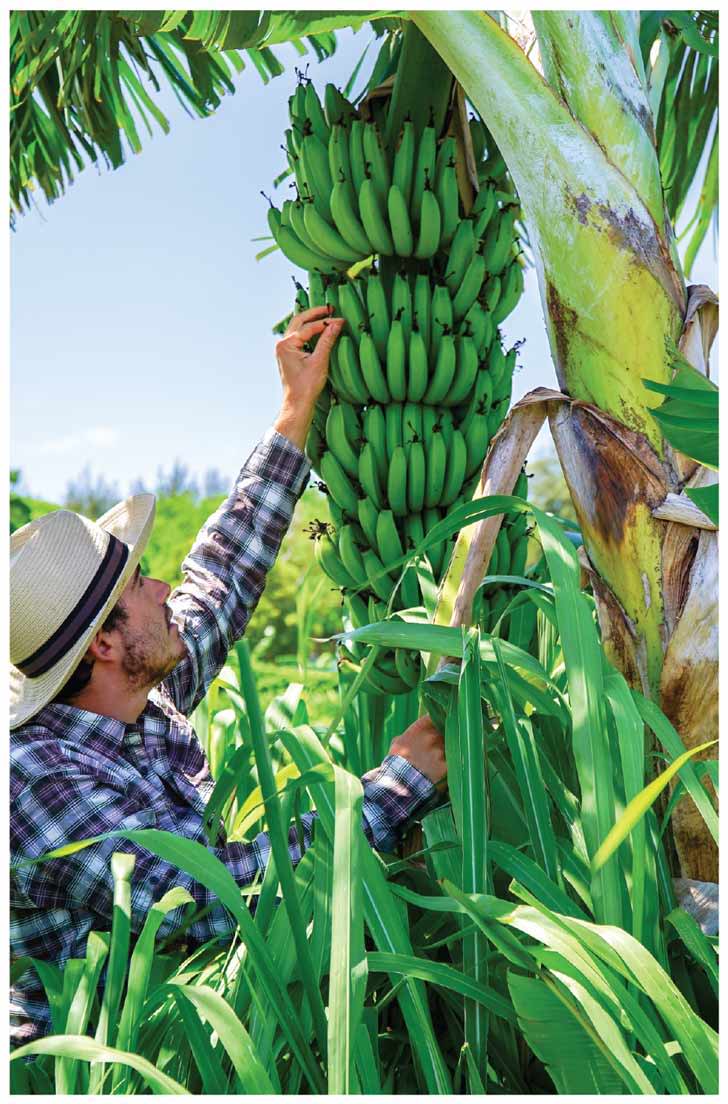 Banan Hawaii