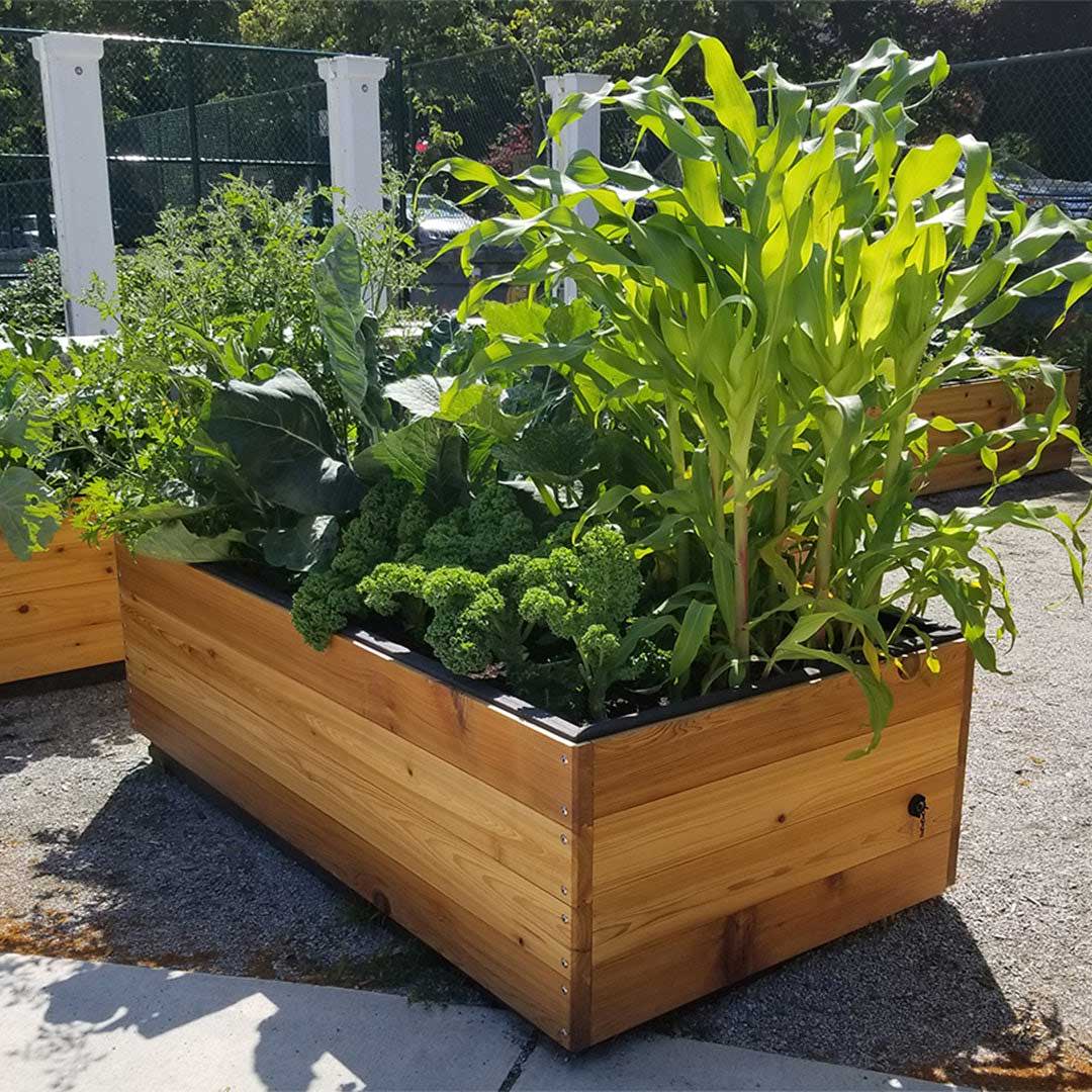 School – LifeSpace Gardens