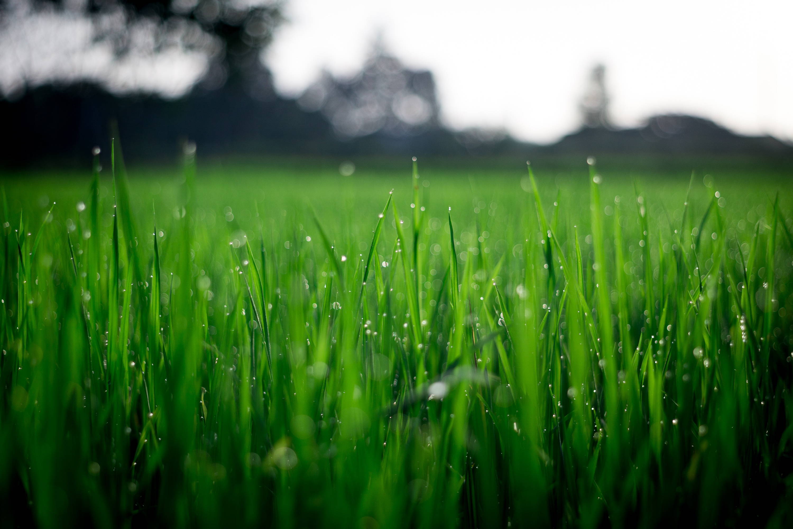 How To Identify The Cool Season Grass Types Simple Lawn Solutions
