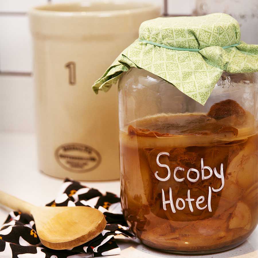 Beautiful Kombucha Scoby