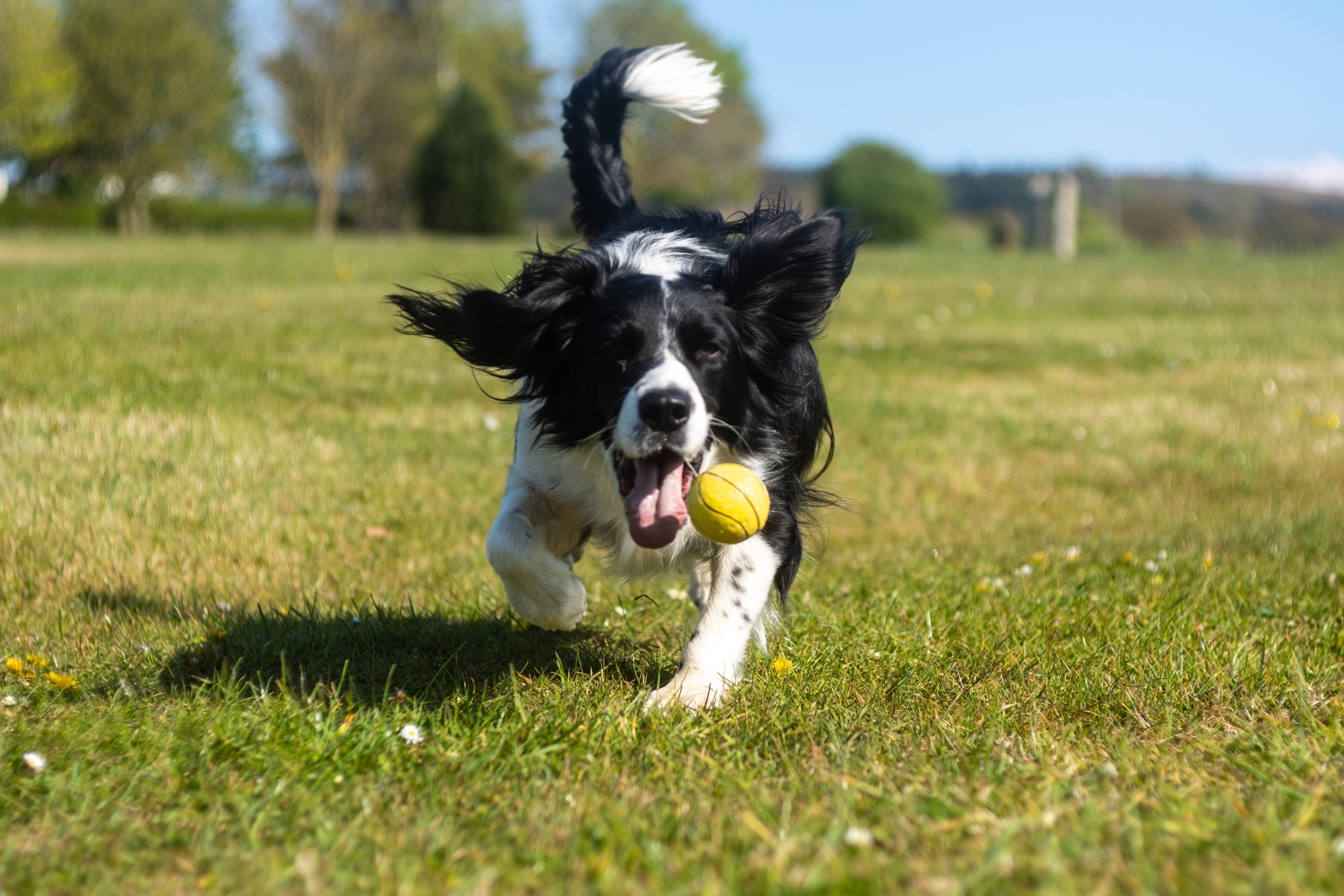 Exercising Your Dog Without Walking 10 Creative Ideas Smart Earth
