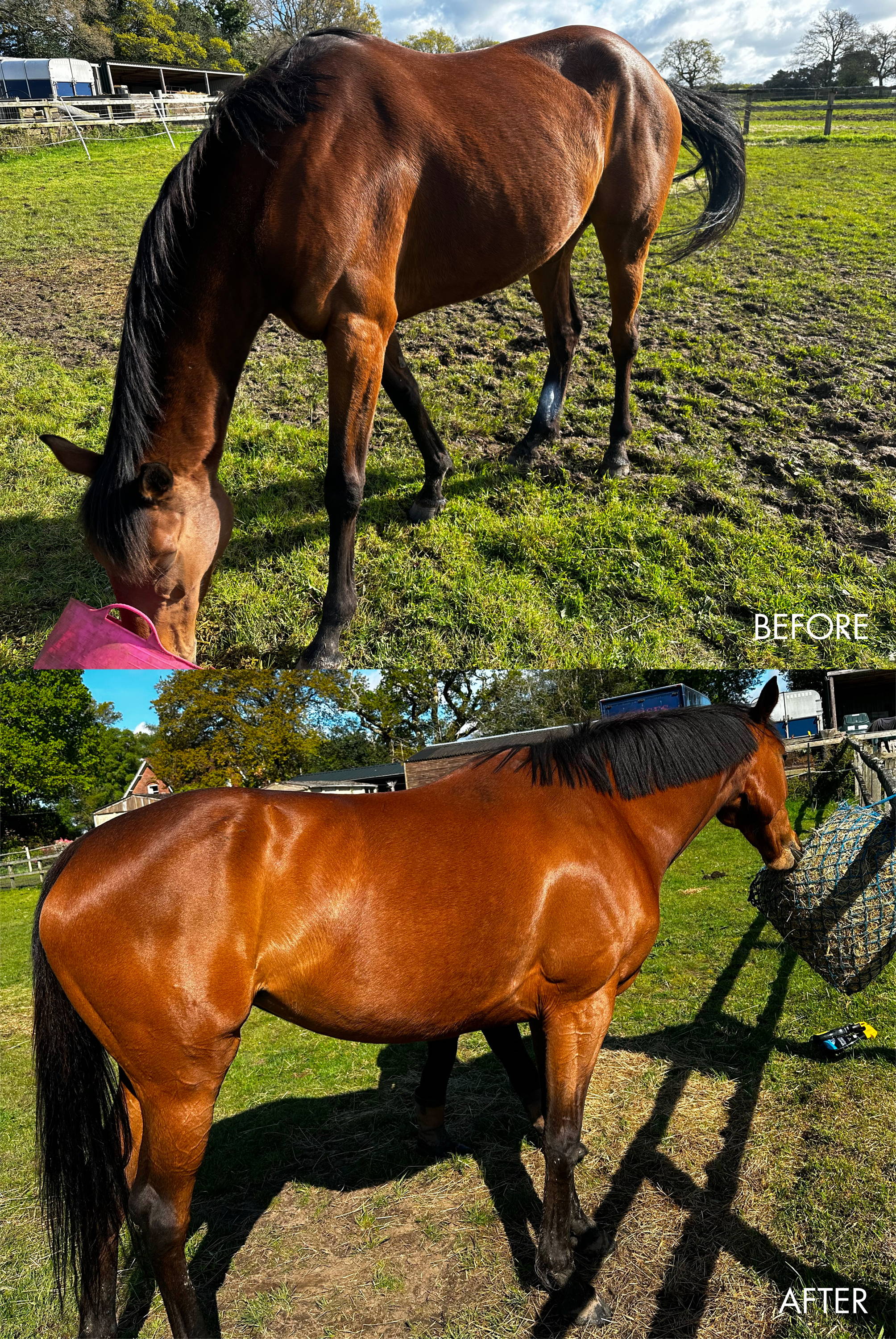 HERCULES – EQUINE MUSCLE FUNCTION & CONSTRUCTION – NEIGHKED
