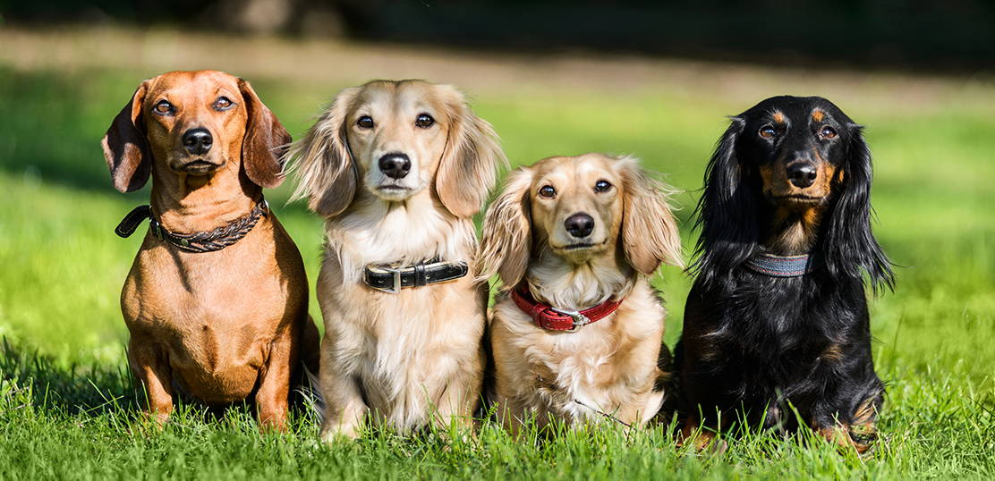 Dachshund dog breed
