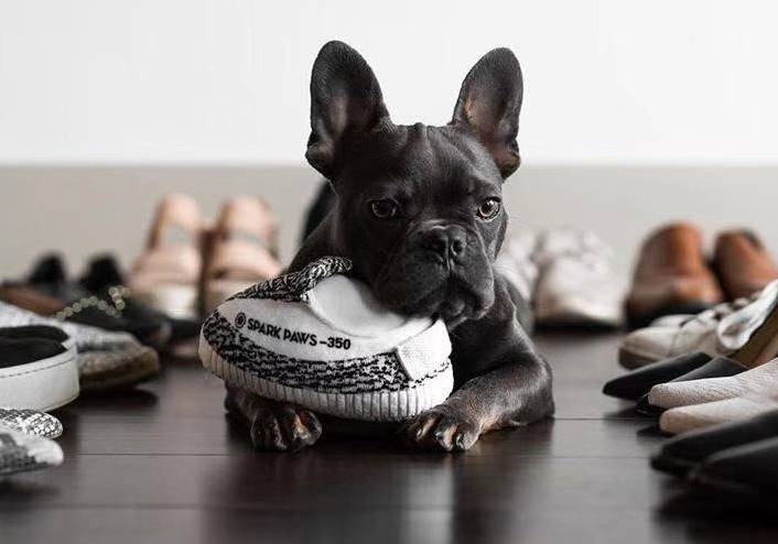 Best Dog Toys in 2019 – SPARK PAWS