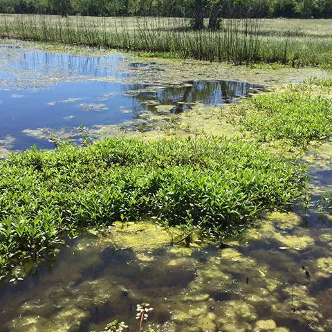 Alligator Weed