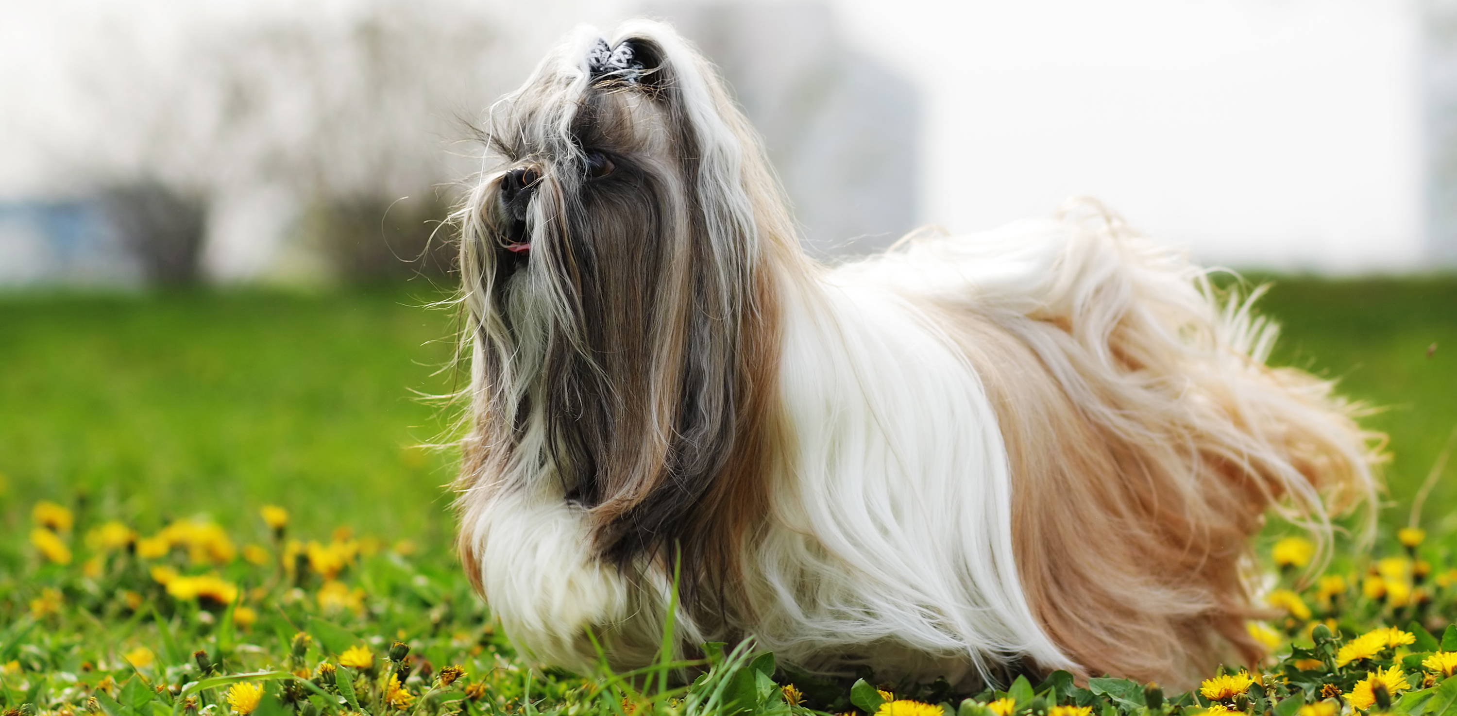 Shih Tzu dog breed - Pet Direct