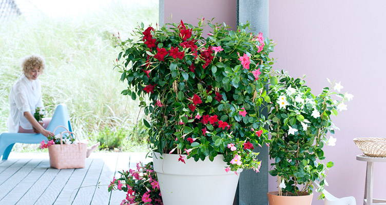 Plante de jardin : le mandevilla – Bakker.com