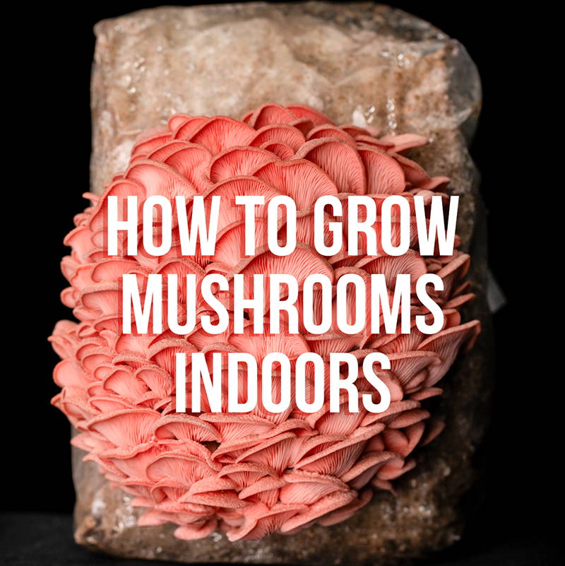 How to Grow Mushrooms Indoors - Tips and Techniques | North Spore