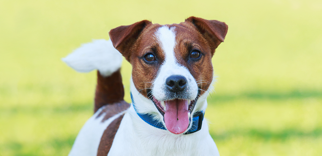 Jack Russell Terrier dog breed