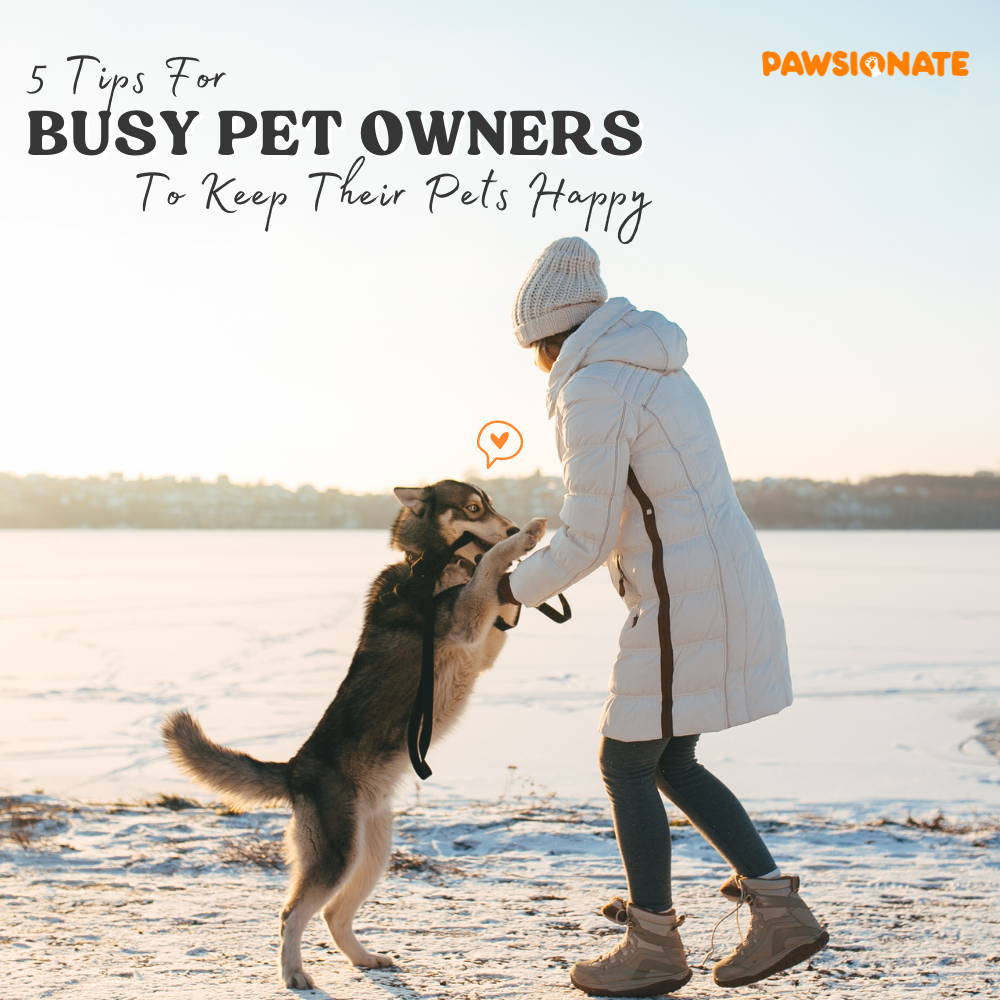 Time-Saving Hacks: 5 Tips for Busy Pet Owners to Keep Their Furry Frie ...
