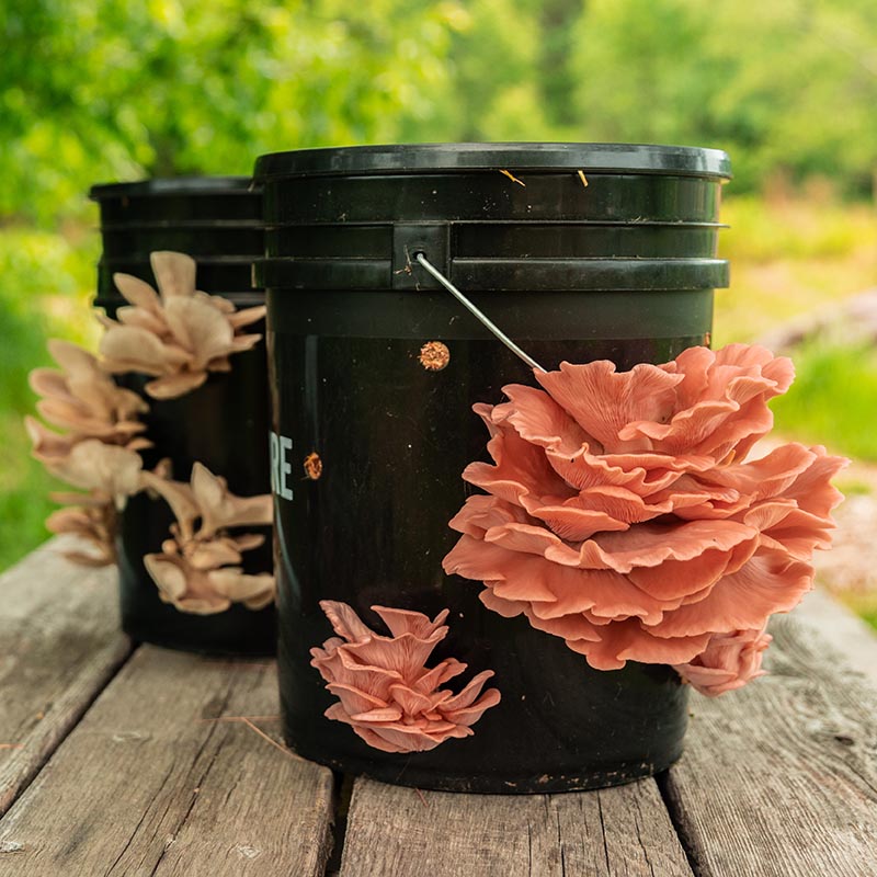 How to Grow Mushrooms with a MushBucket: The Complete Guide – North Spore